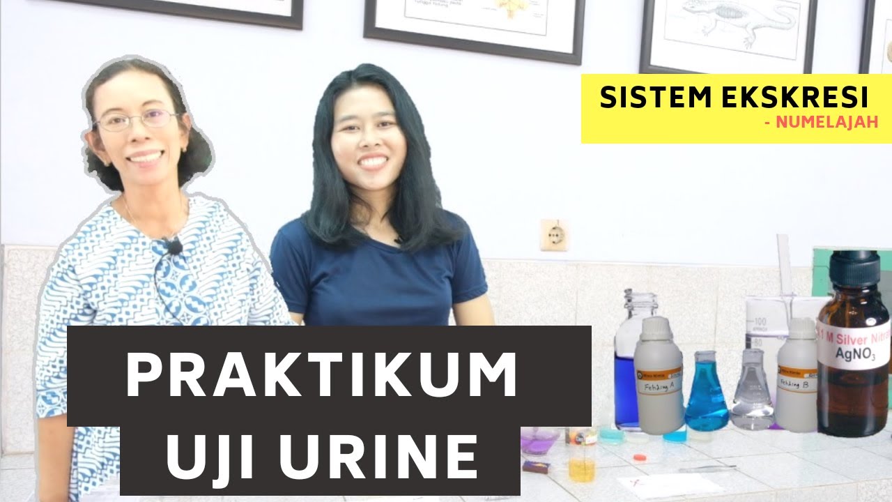Praktikum Uji Urine - YouTube