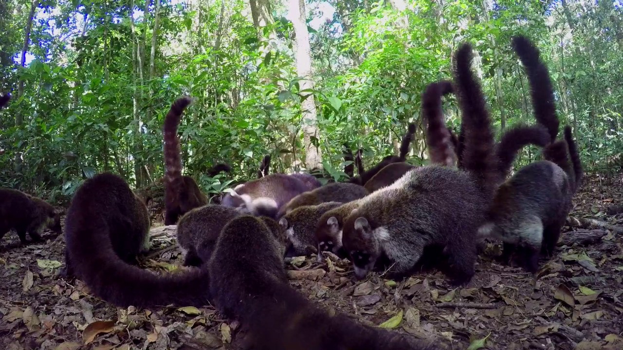 Coati Group Therapy - YouTube