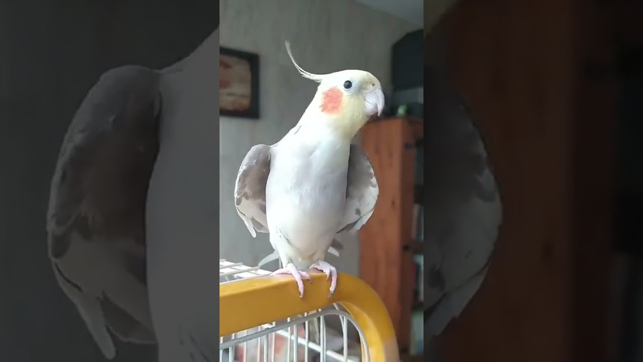 My parrot sing a song | Birds | songs - YouTube