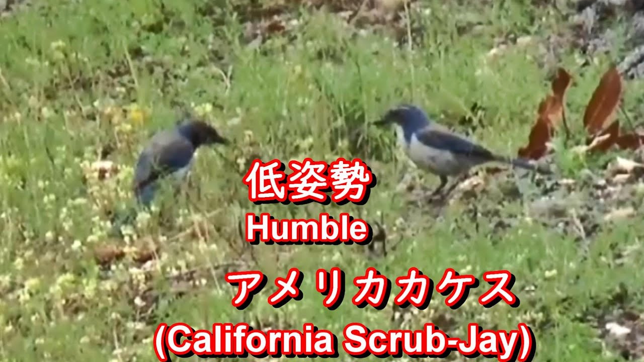 低姿勢なアメリカカケス ( Humble California Scrub-Jay)、カリフォルニアの愛しい鳥たち - YouTube