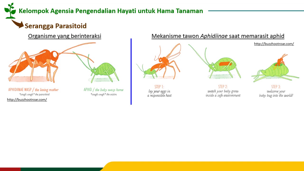 Part 2: Kelompok Agensia Hayati Pengendali Hama - YouTube