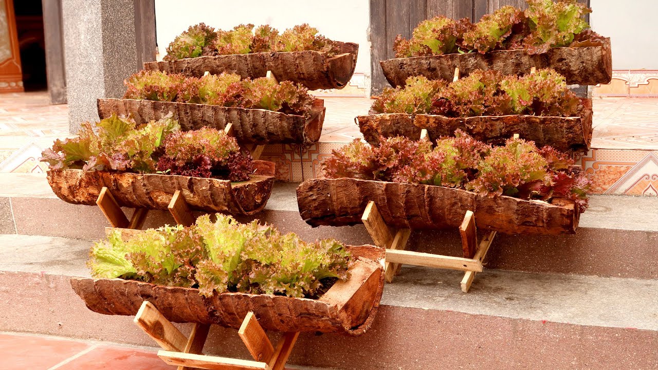 Brilliant idea | Use Coconut Trees to Grow Purple Lettuce at Home - TEO ...