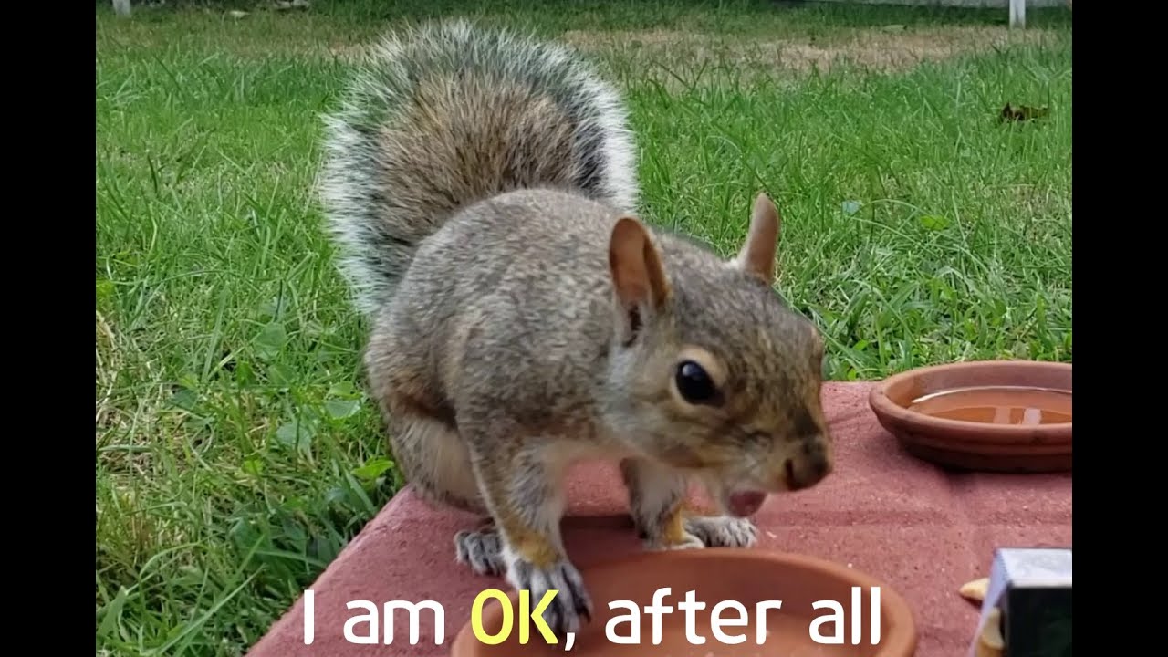 [FHD] Squirrel choking on a nut! 넛츠 먹다 체할뻔한 다람쥐! - YouTube