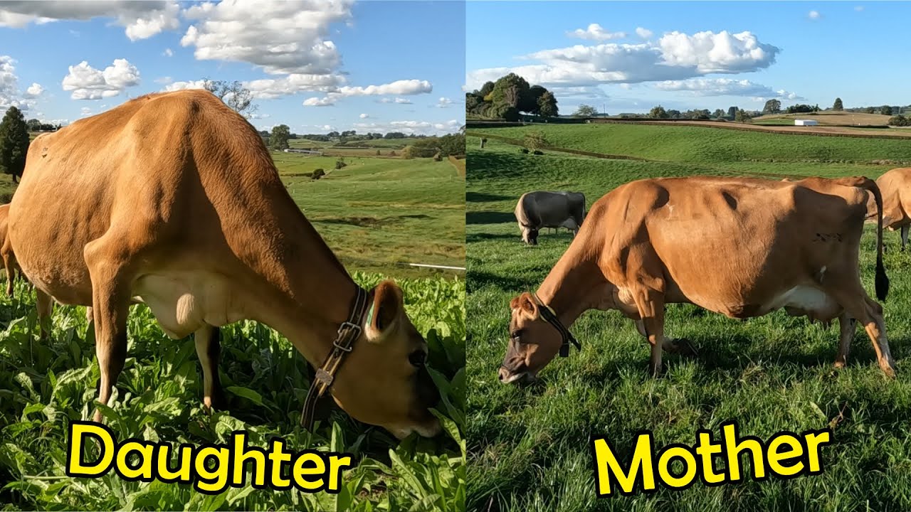 Nice Cow Family Developing! Do I keep Her One More Season?? Last ...