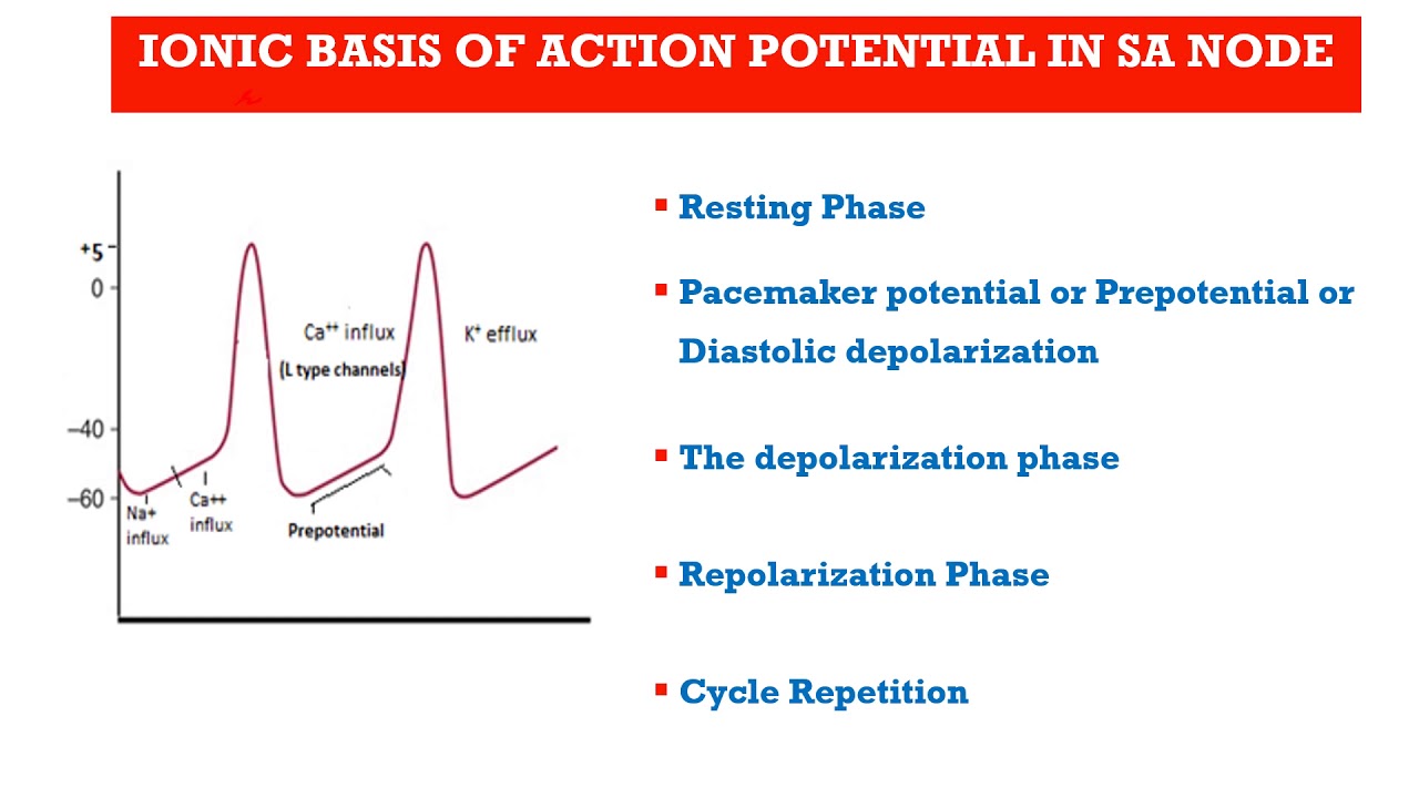 LEC 6: HEART CONDUCTION SYSTEM AND SA NODE - YouTube