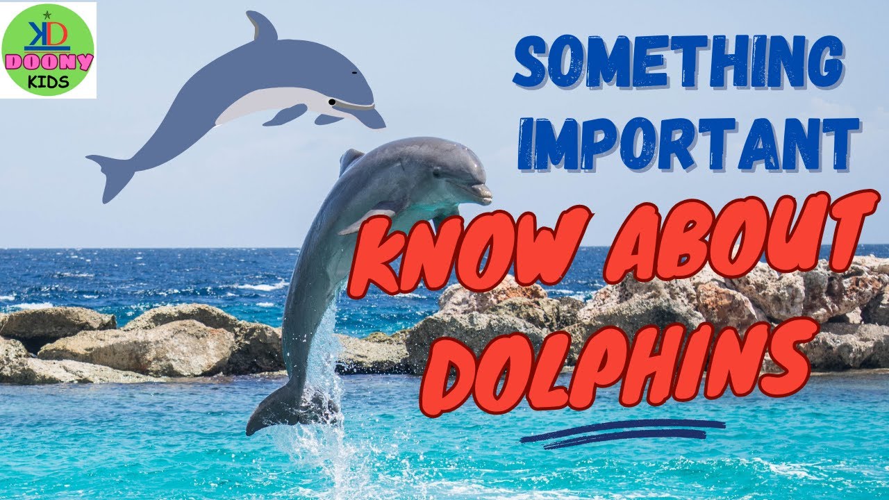 Important Points About Dolphins||Sea Animal||Aquatic Mammal||English ...
