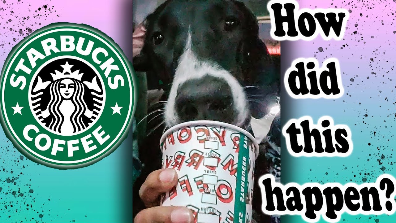 Great Dane Dog Pouts For Starbucks Pup Cup-Shiloh's Vlog - YouTube