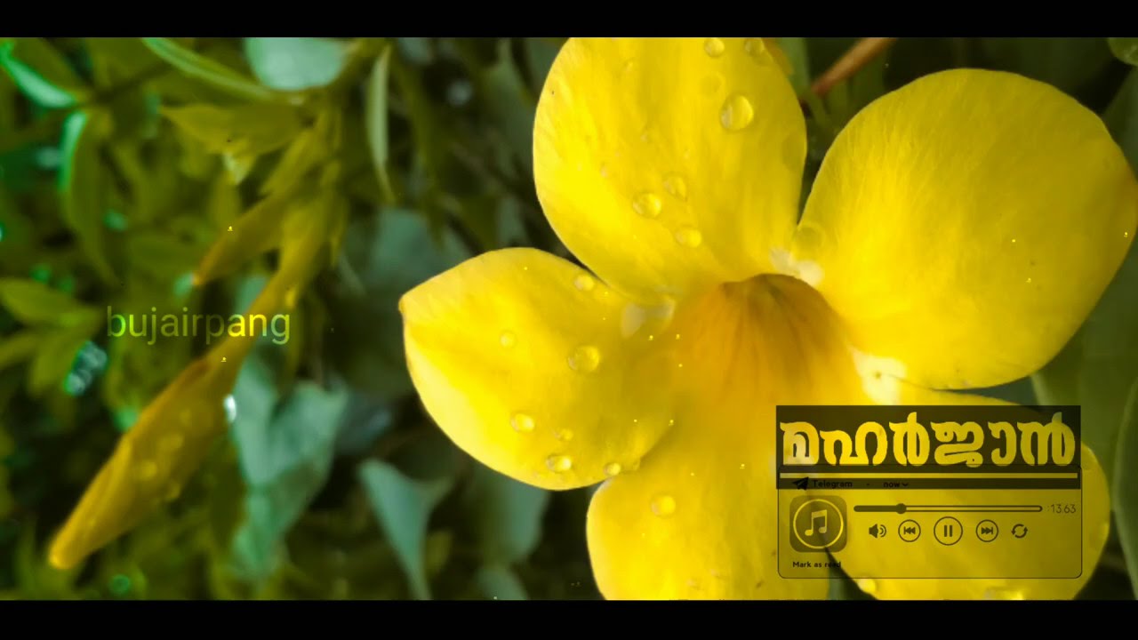Asarmulla | New Status video | malayalam madh songs | HQ - YouTube