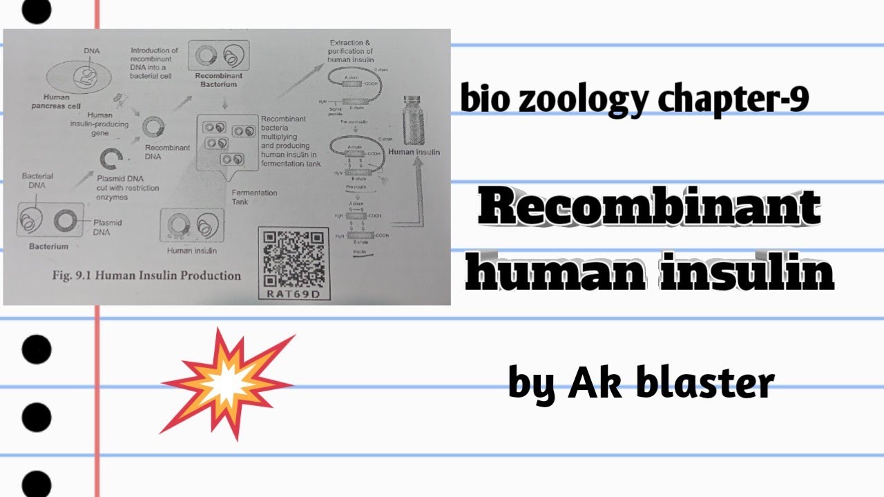 ||recombinant human insulin||12th bio zoology||chapter-9||Ak blaster ...