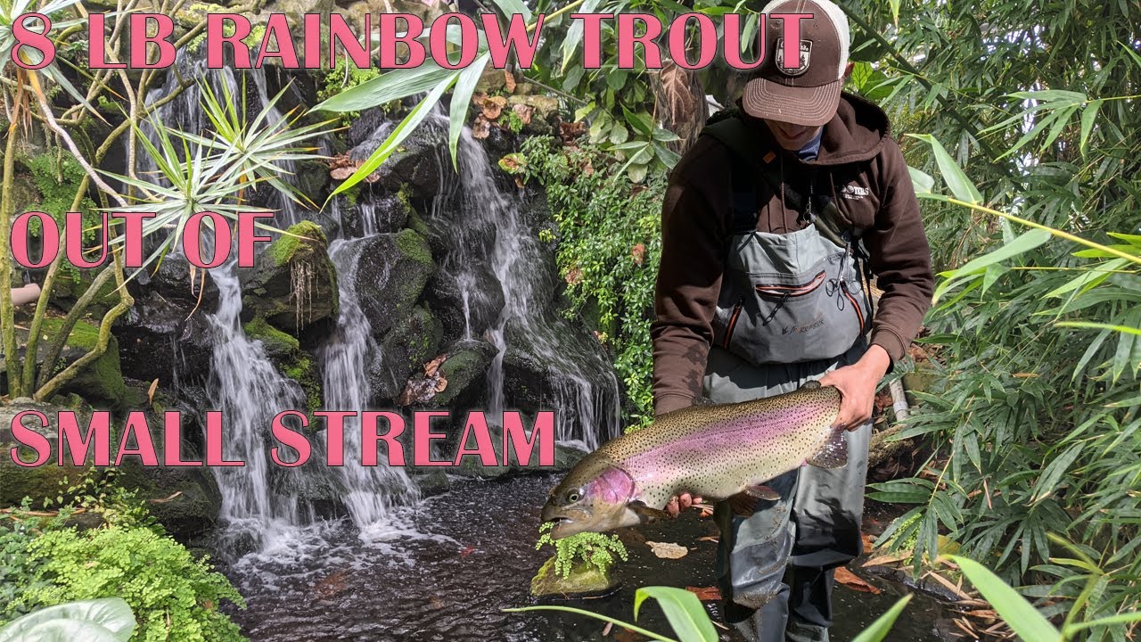 SMALL WATER | 8LB RAINBOW TROUT on the FLY ROD! - YouTube