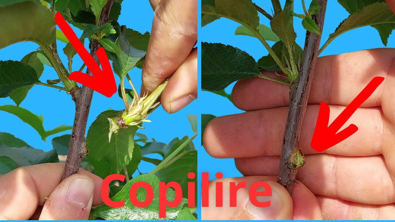 COPILIREA la pomi !!! Cea mai importantă lucrare de la începutul verii ...