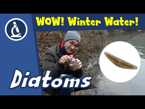 🔬 124 - Where to find beautiful DIATOMS (moving!) in winter