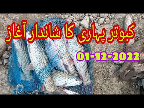 Kabutar Pahari New Fishing Game 01_12_2022 winter First Game Mangla Dam ...