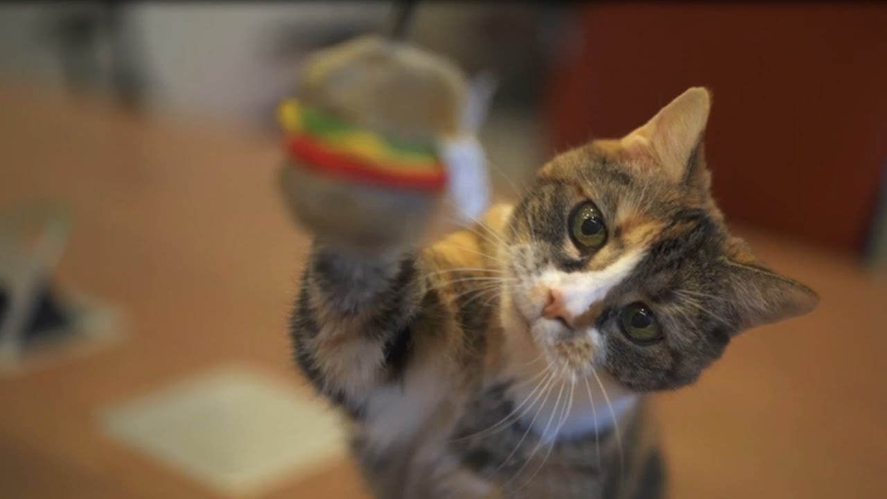 Chatting About Cats: Kittens - YouTube