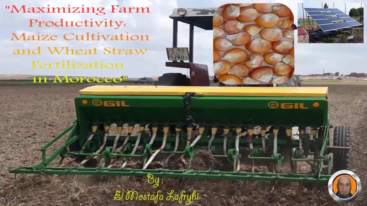 Maximizing Farm Productivity Maize Cultivation and Wheat Straw ...
