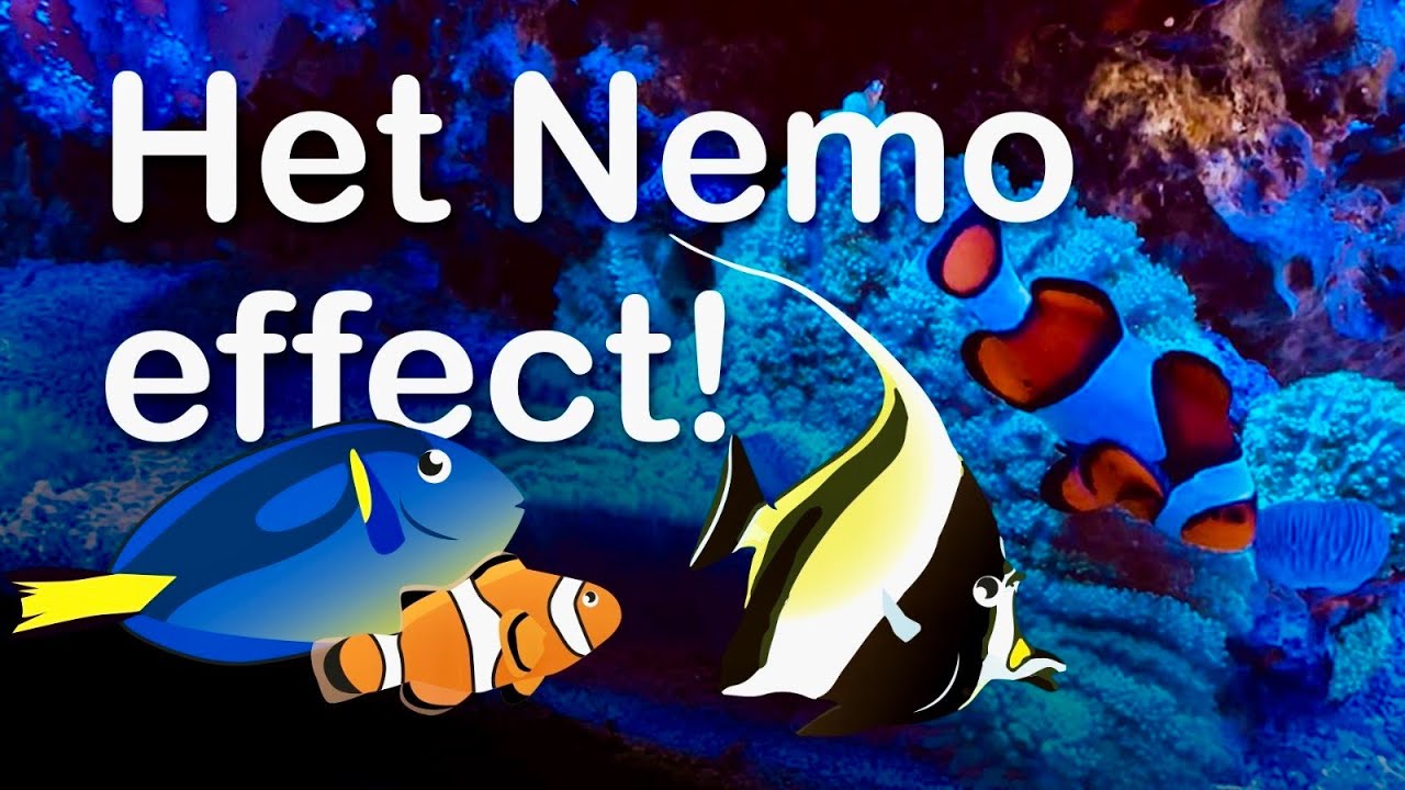 De invloed van Finding Nemo op de Zeeaquariumwereld - YouTube