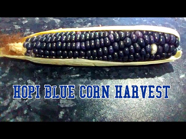 Hopi Blue Corn