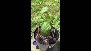 My new Kratom plants plants came in