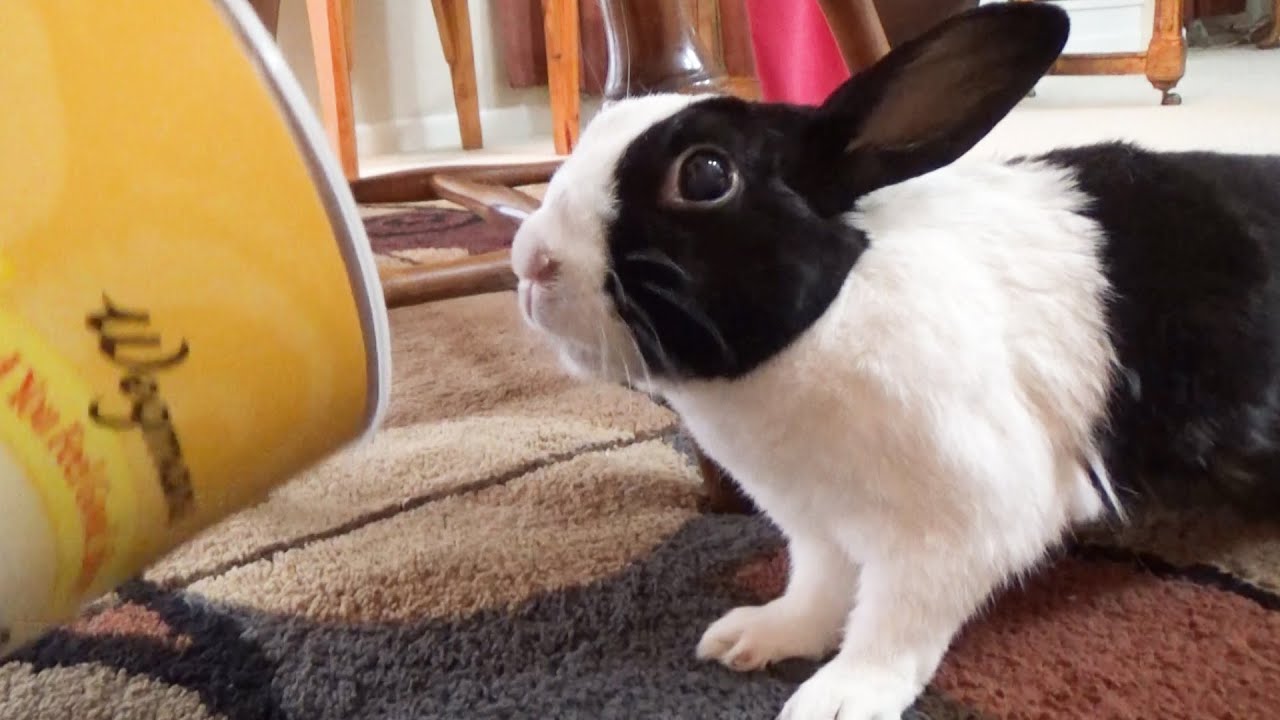 Dramatic rabbit tries to resist eating oats! - YouTube