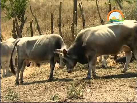 Boz Sığır Irkı ve Özellikleri