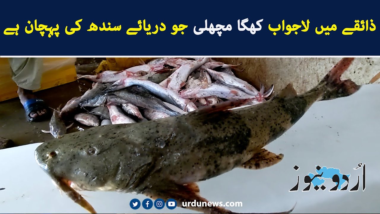 khagga fish in Sukkur, Sindh - YouTube