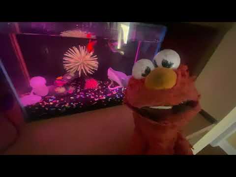 elmo world families intro - YouTube