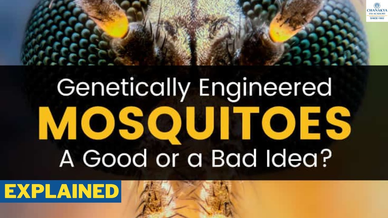 Genetically Modified Mosquitoes Explained | JPSC Science & Technology ...