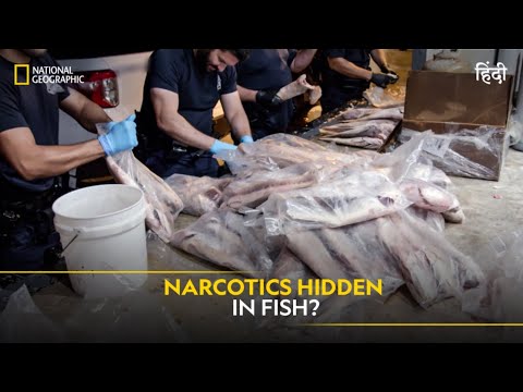 Narcotics Hidden in Fish? | To Catch a Smuggler | हिन्दी | Full Episode ...
