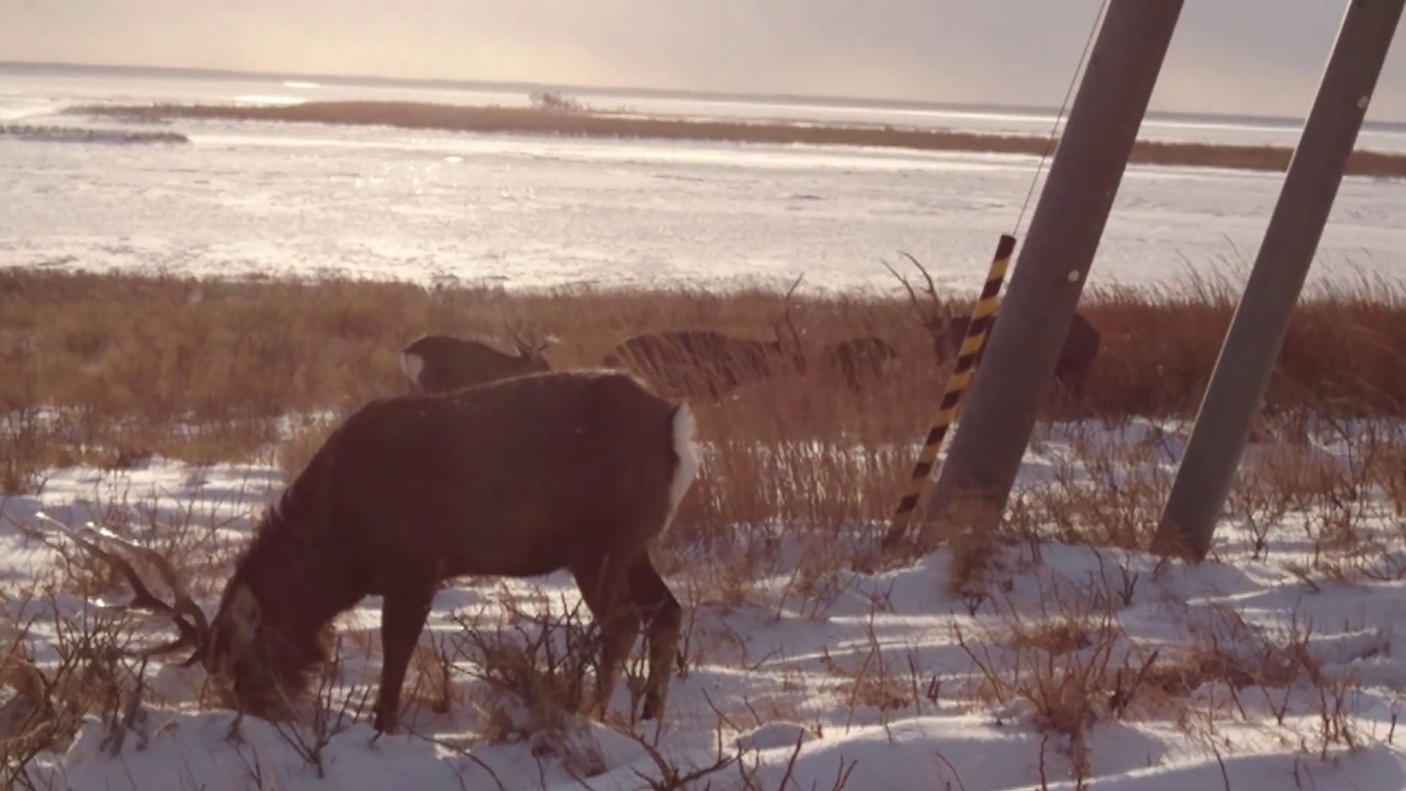 エゾシカの戦い（Battle of Ezo deer） - YouTube