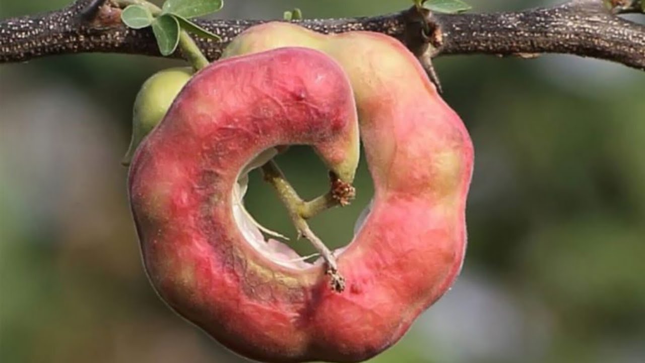 Vilayati Chinch || Vilayati Imli || Jungle Jelebi || Vilayati Imli ...