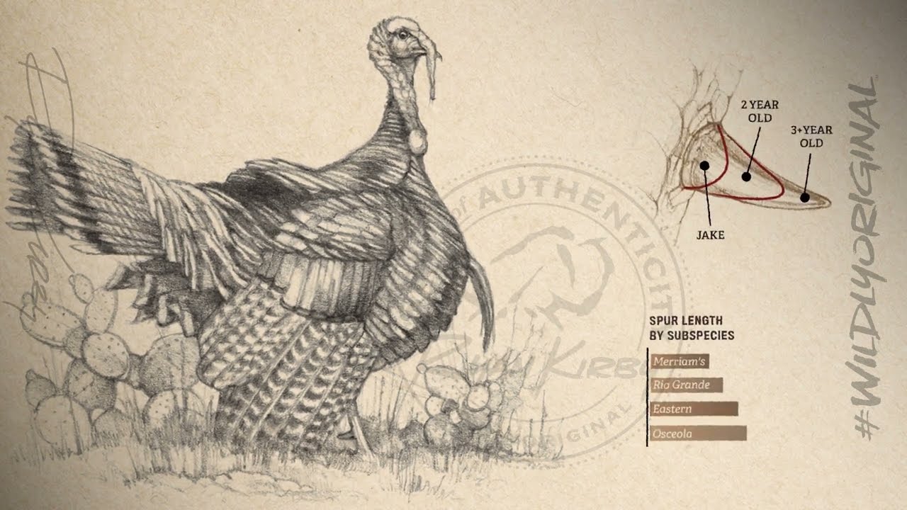Wild Turkey Grand Slam! An artist's look at the Eastern, Osceola, Rio ...