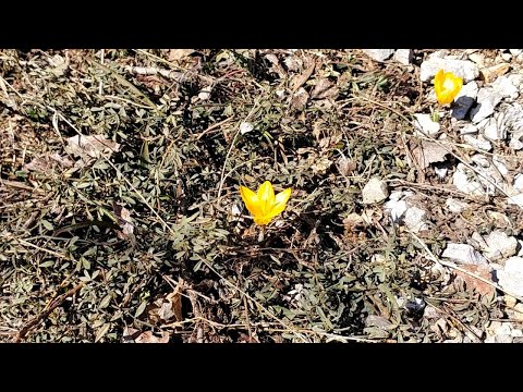 Çiğdem Çiçeği Nasıldır? Çiğdem Çiçeğini Tanıyalım.