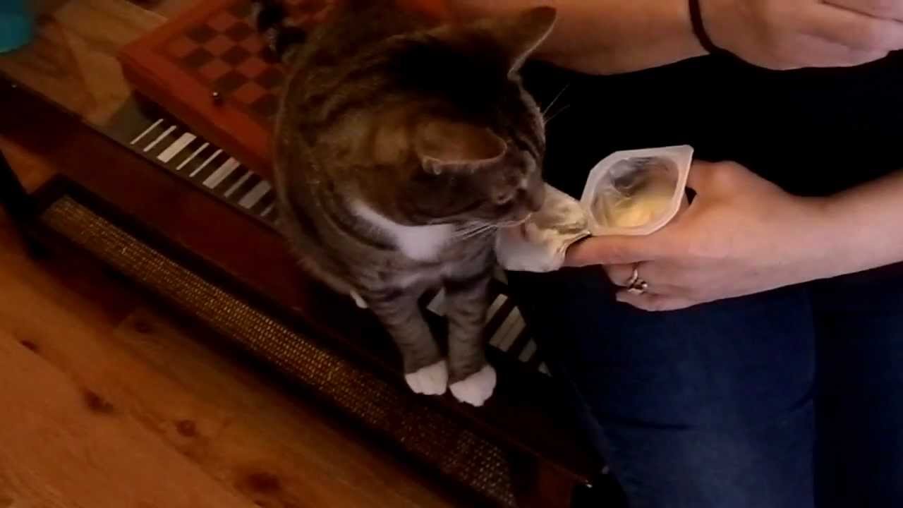 Cat Eats Pudding - YouTube