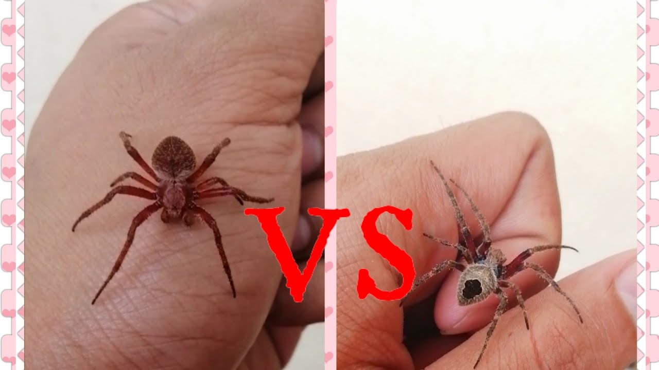 Gagamba TV - Philippines Spider Derby | 8 - YouTube