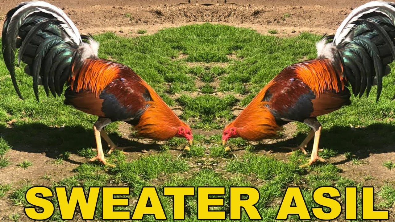 Sweater Asil Beautiful Chicken Chilango's Farm - YouTube