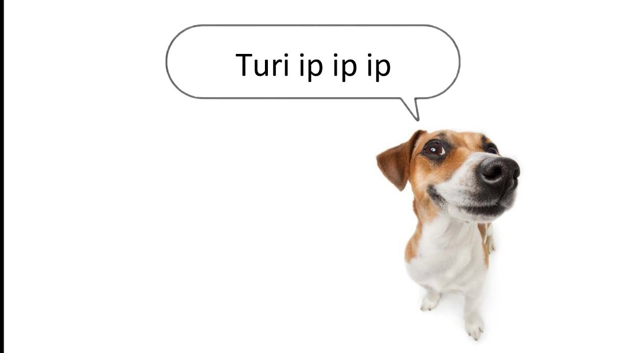 top tres perros mas facheros - YouTube