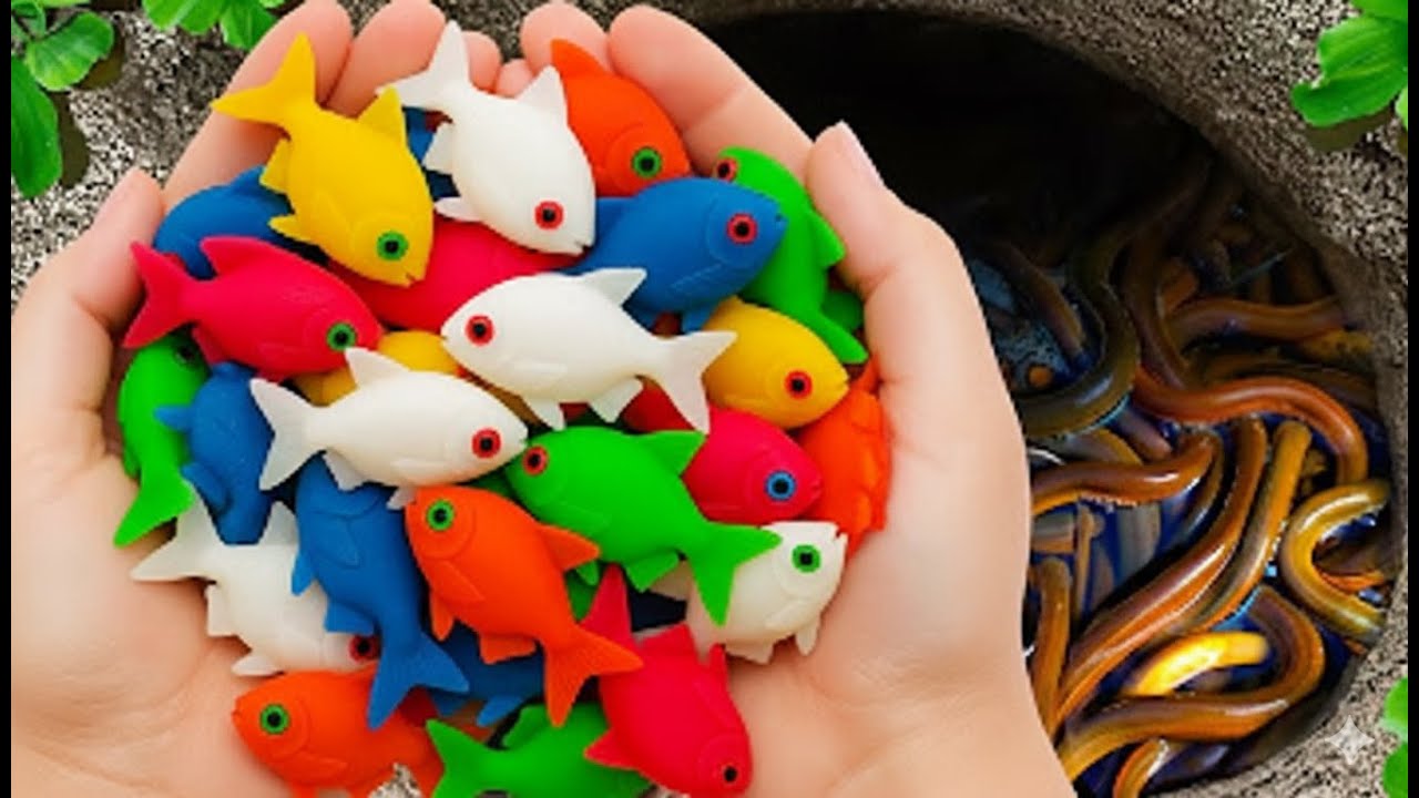 Catch Beautiful Freshwater Aquarium Fish in Flood - YouTube