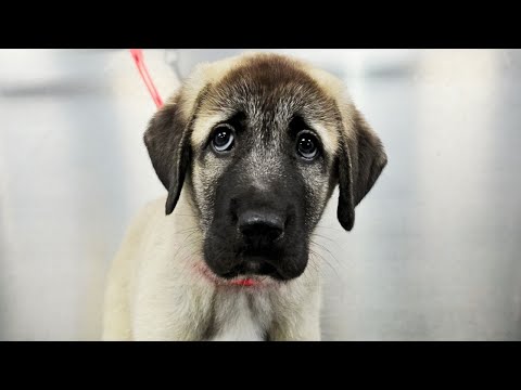 A puppy with the STRONGEST bite force in the world