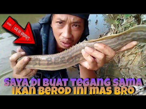 Saya di buat tegang sama ikan berod ini mas bro⁉️ - YouTube