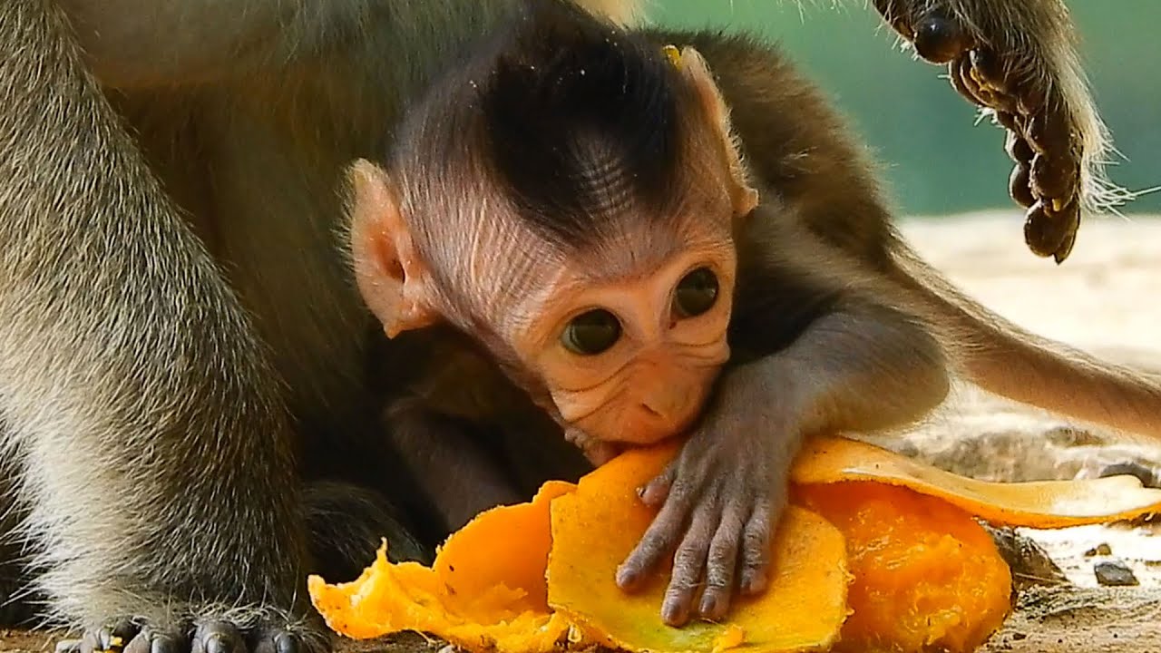 Monica testing mango. cute animal - YouTube