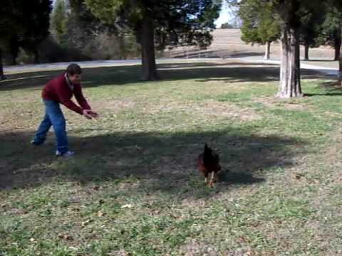 Rooster Chase - YouTube