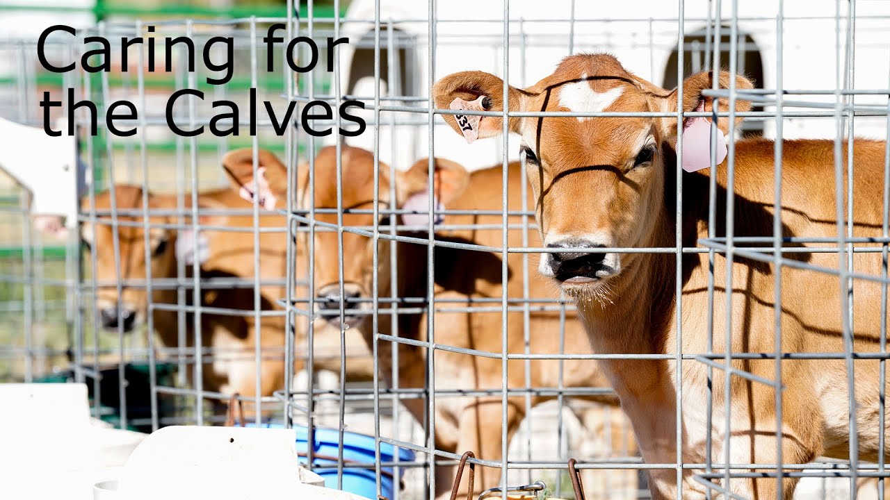 Caring for Calves Virtual Farm Tour - YouTube