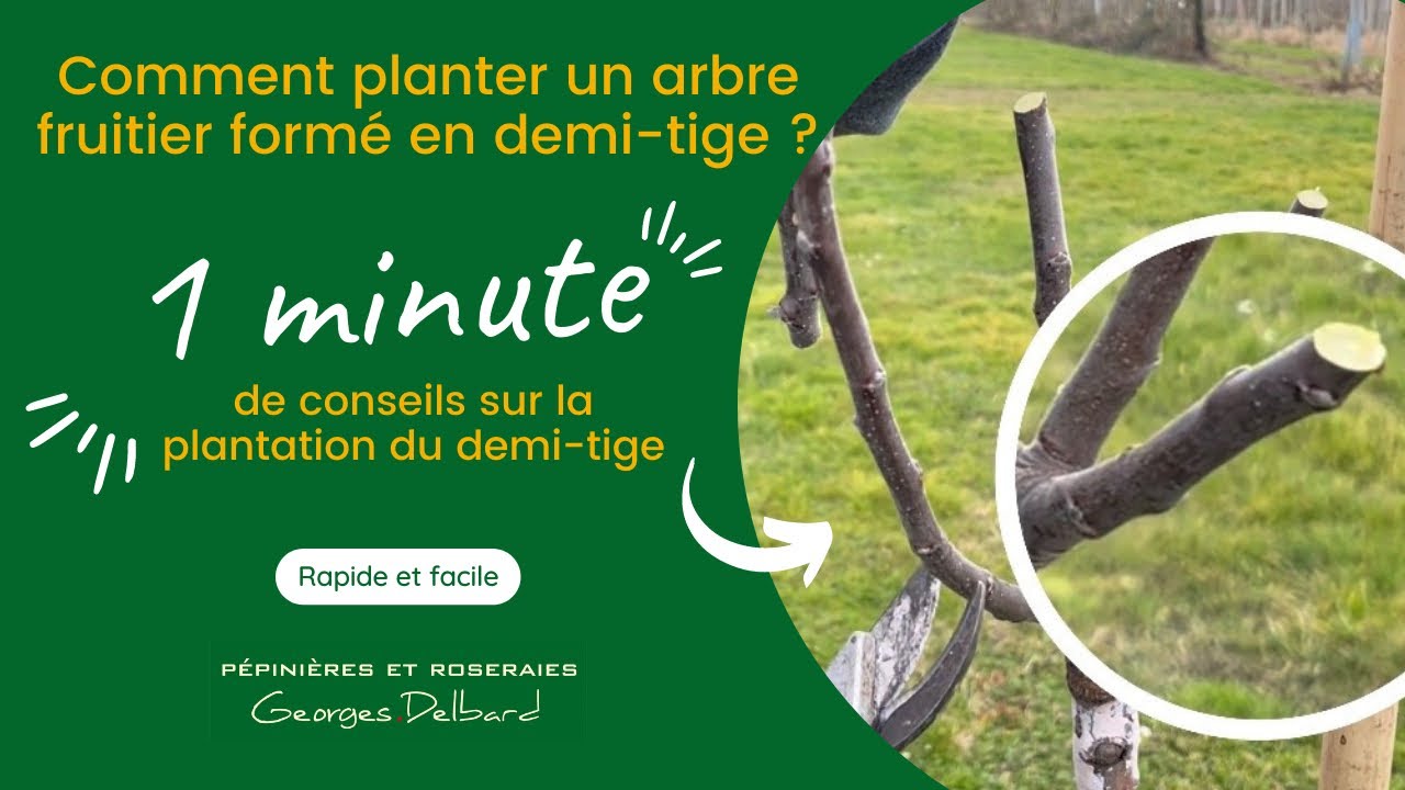 Comment planter un arbre fruitier formé en demi-tige ? - YouTube