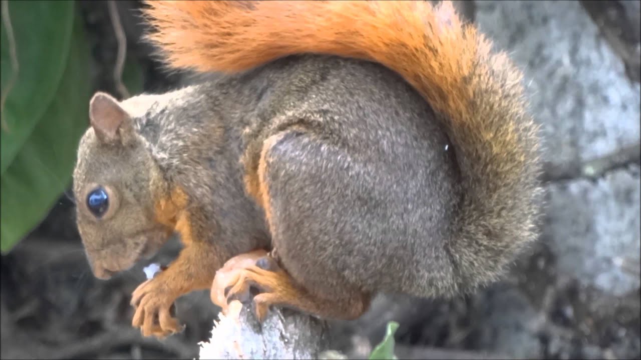 A Busy Squirrel in Caracas - YouTube
