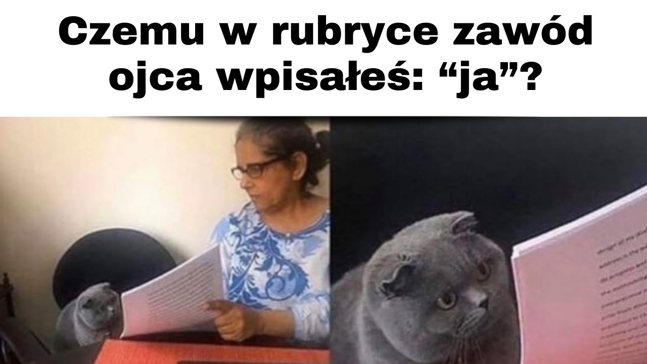 Memy o Kotach 🤣 KOCIE MEMY |2| Polskie memy 2024 | Memy po Polsku ...
