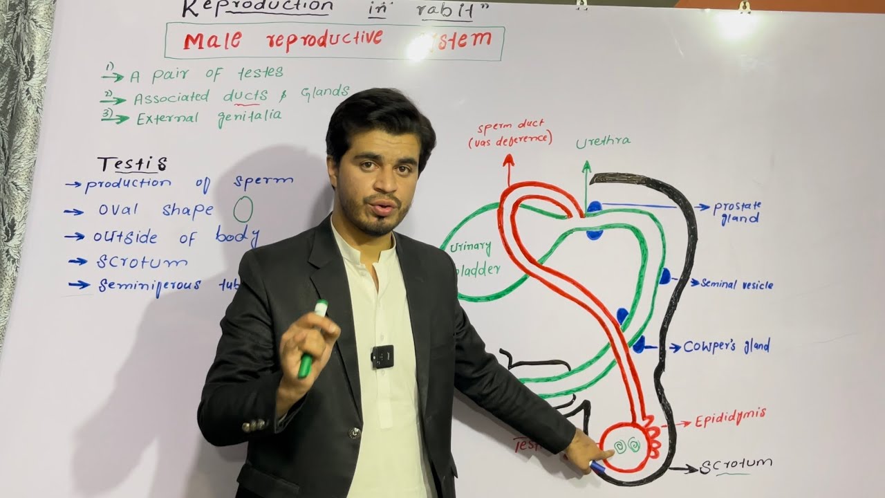 Reproduction in rabbit | Reproductive system of male rabbit | class 10 ...