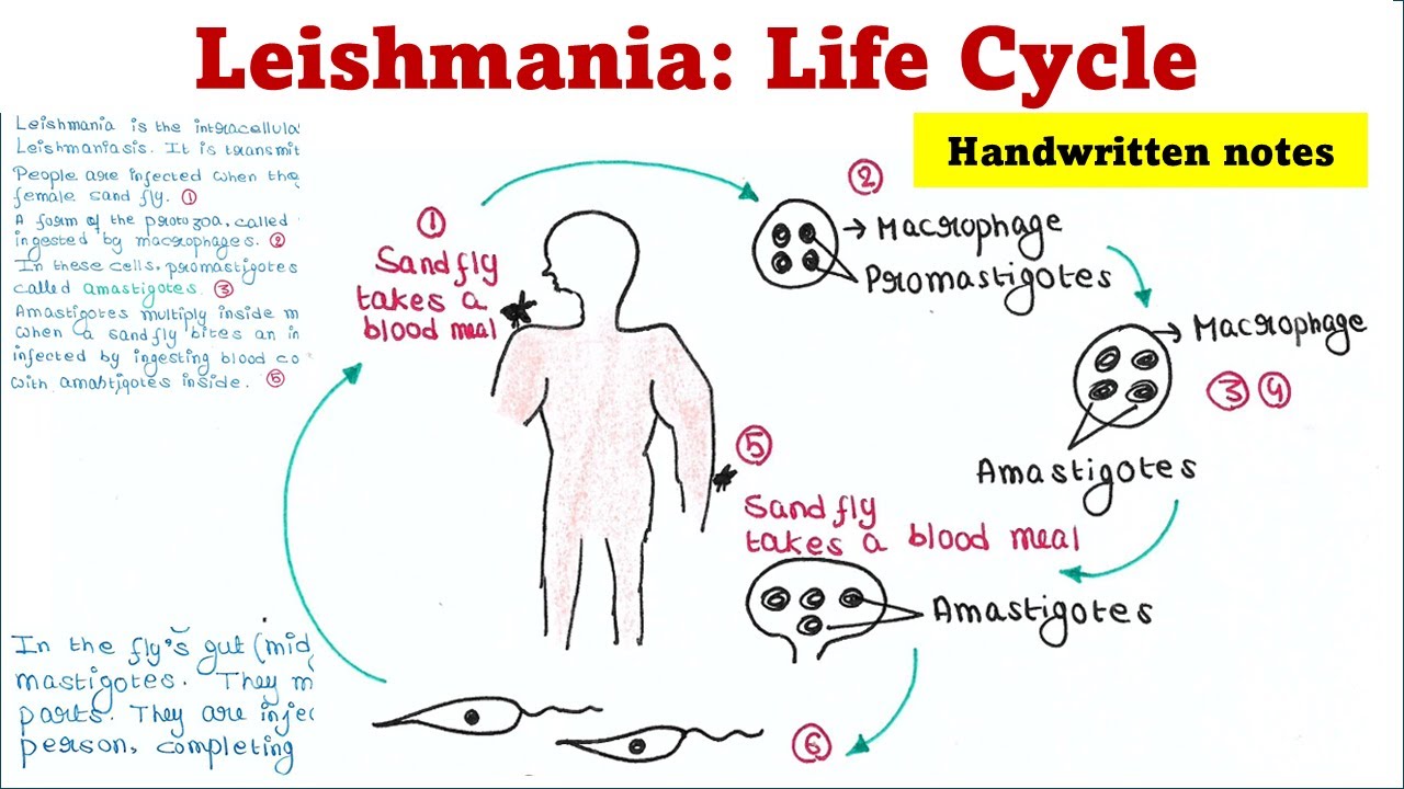 Leishmania Life Cycle