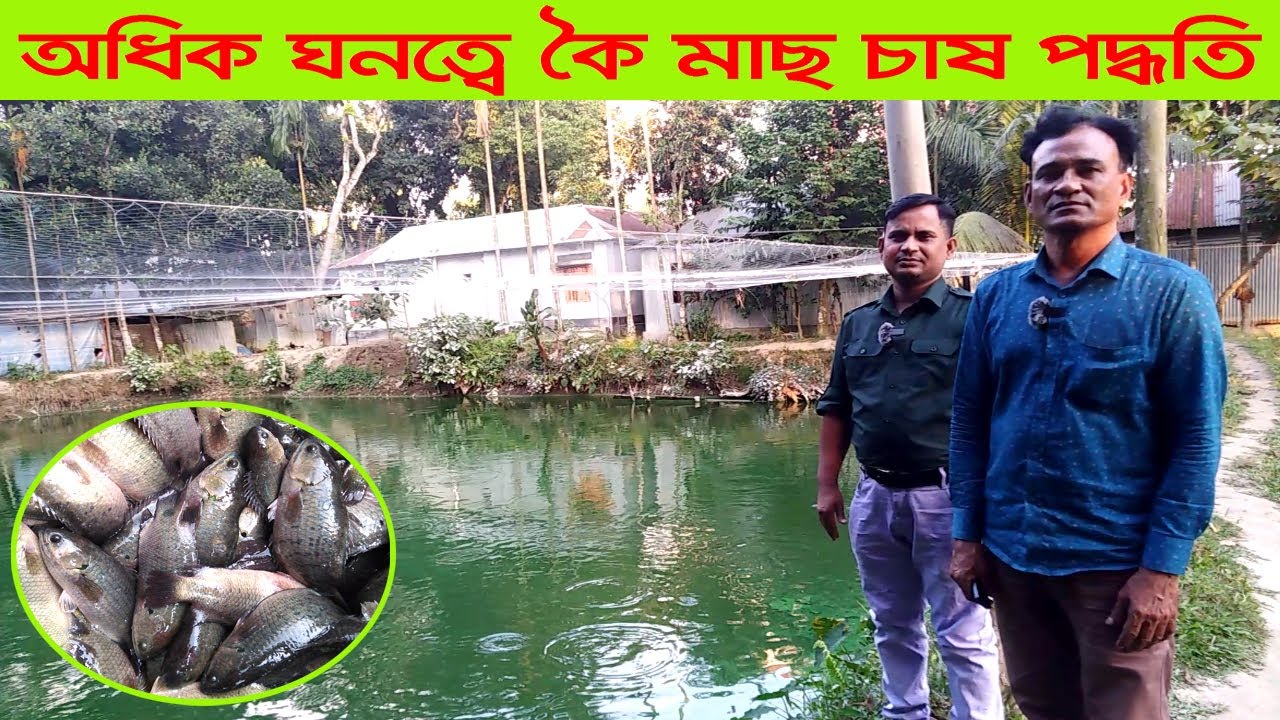অধিক ঘনত্বে কৈ মাছ চাষ পদ্ধতি । high density fish farming । Polli ...