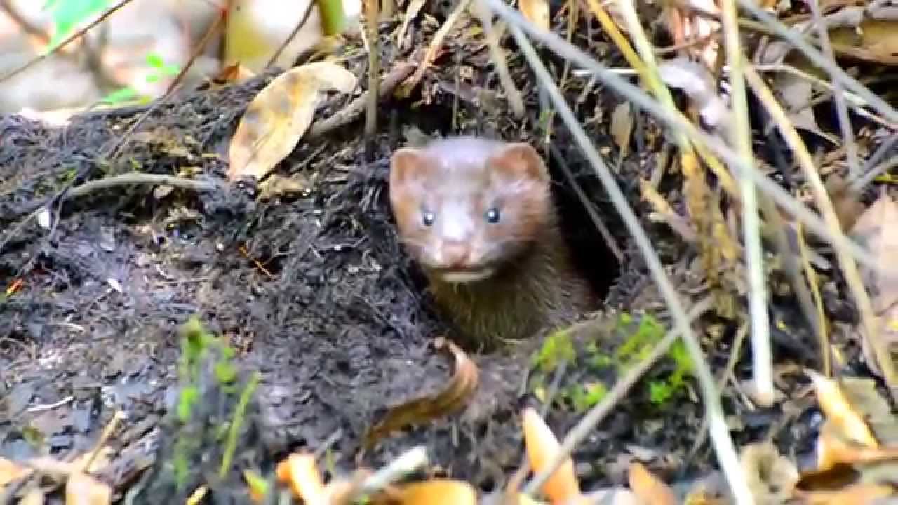 JohnBobCarlos: Everglades Mink RAREST MAMMAL IN SOUTHWEST FLORIDA - YouTube