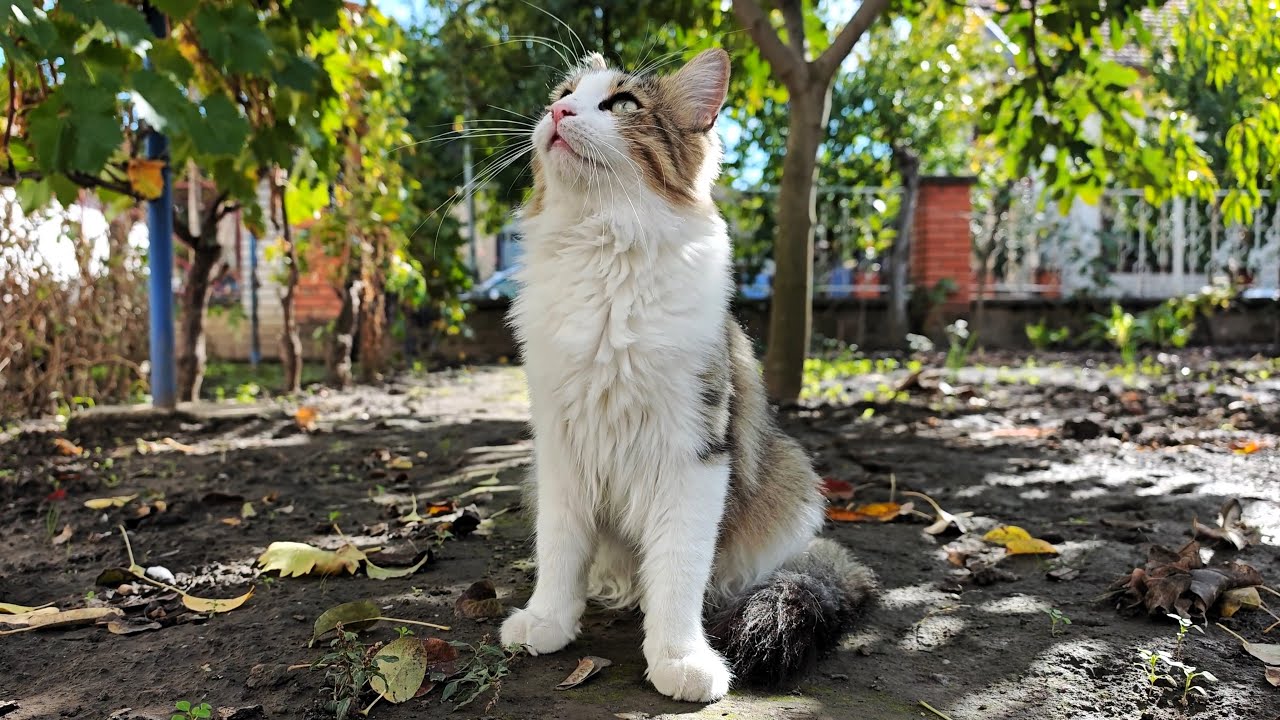 Fluffy Predator: The Butterfly Hunt - YouTube